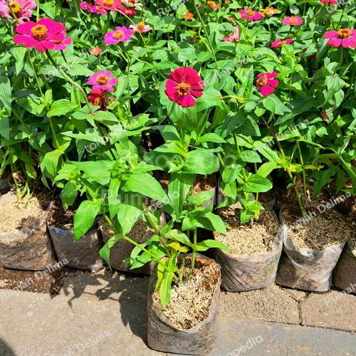 Jual Tanaman Bunga ZINIA sudah berbunga - Jakarta Timur - RUMAH DELIMA ...