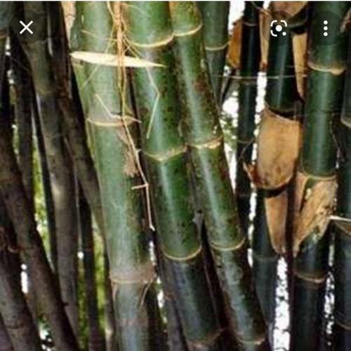Jual Bambu tutul,bambusa maculata,bambu hias langka unik antik 100 cm ...