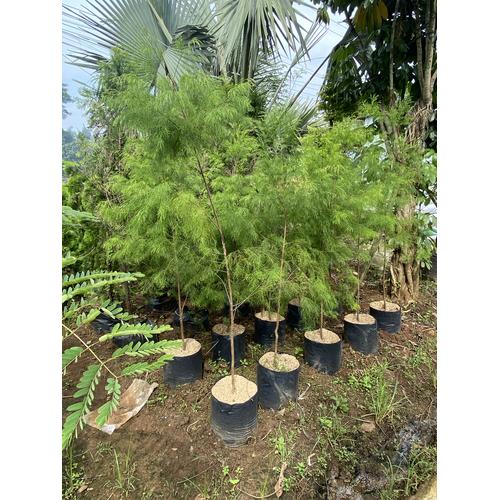 Jual Tanaman Cemara Angin Tinggi 1,5 Meter - Jakarta Barat - little ...