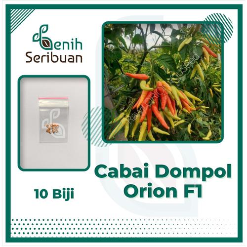 Promo 10 Bibit Cabe Rawit Dompol ORION F1 Hibrida Benih Sayuran Cabai ...