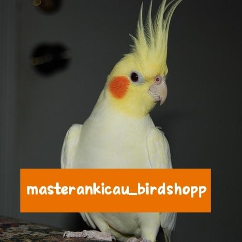 Jual burung falk Australia lutino mata merah dewasa - Jakarta Timur ...