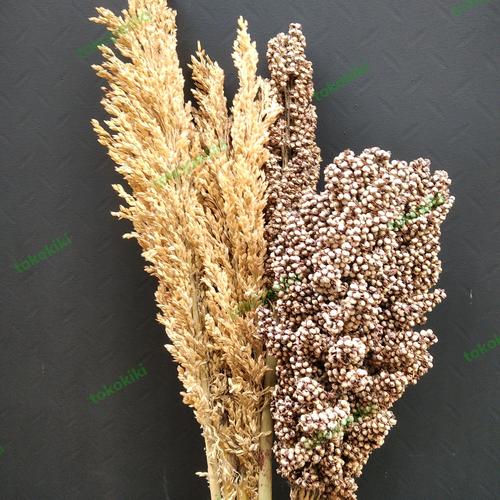 Jual Sorgum tangkai dan Gandum tangkai kering bahan Dekorasi Minimalis ...