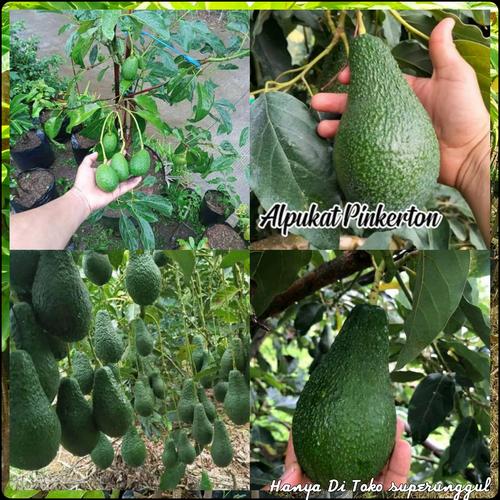 Jual bibit alpukat pinkerton tinggi 1 meter batang besar siap berbuah ...
