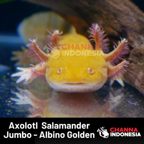 Jual Axolotl Salamander Jumbo Ikan Berkaki Albino Golden ± 17cm ...