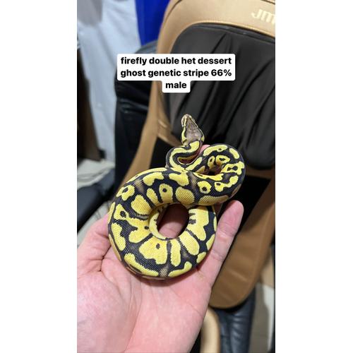 Jual Ball python fire fly - Kab. Tangerang - ballpythonindo | Tokopedia