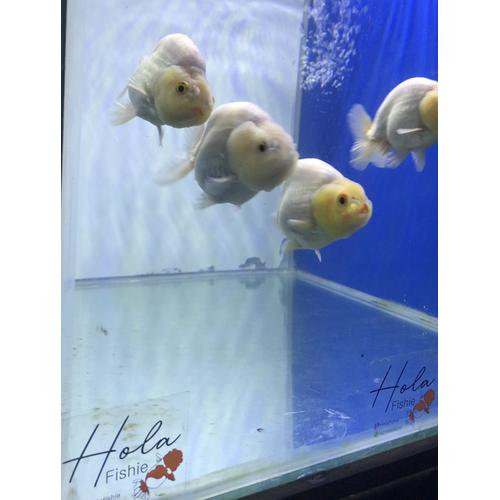 Jual RANCHU RANCU SNOW WHITE / IKAN MAS KOKI RANCHU / GOLDFISH FANCY ...
