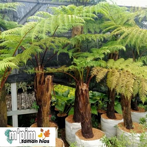 Jual pohon pakis monyet, tinggi 1 meter batang. - Kota Depok - Mpim ...