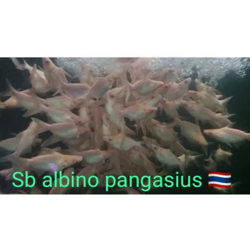 Jual IKAN SHORT BODY ALBINO PANGASIUS SHARK CATFISH - Kab. Tangerang ...