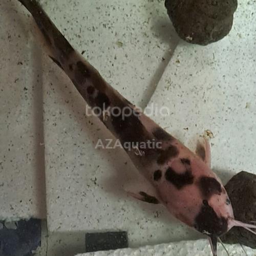 Jual Ikan Hias Lele Catfish Albino Loreng Sapi Bule Belang Mate ...