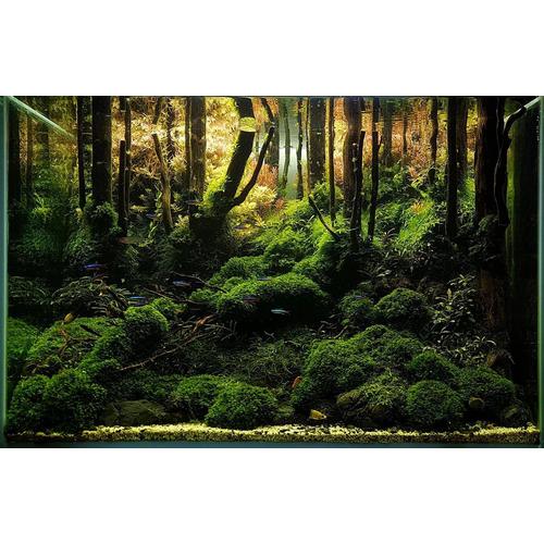 Jual Nickz aquascape jungle style fullset 60cm - Kota Tangerang Selatan ...