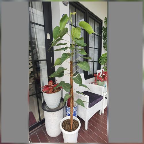 Promo Pohon Bodhi Dewasa Tanaman bibit Bodi ficus religiosa Buddha ...