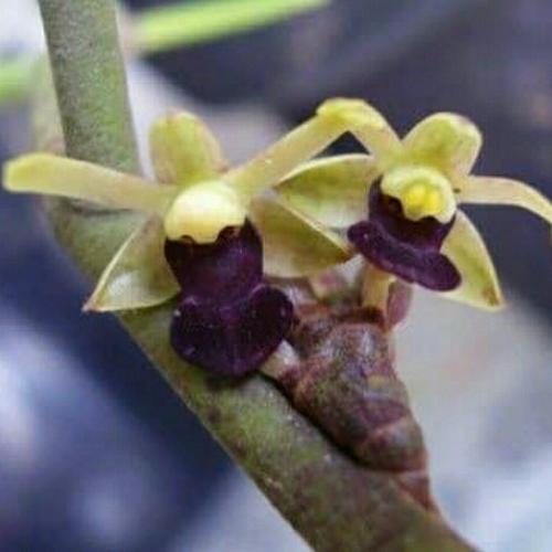 Jual Anggrek Pensil Luisa javanica - anggrek spesies - Kota Surabaya ...