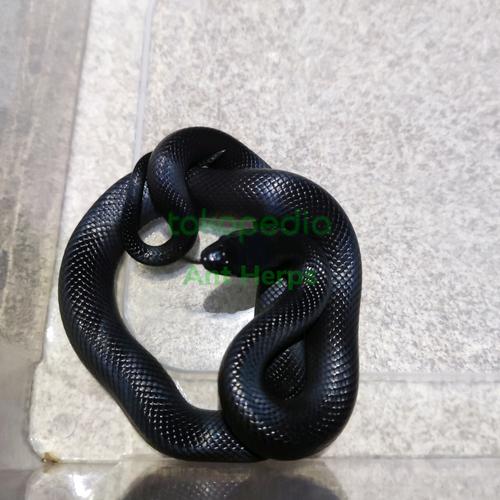Jual MBK Mexican Black Kingsnake Colubrid Baby King Snake M Male 1.0 ...