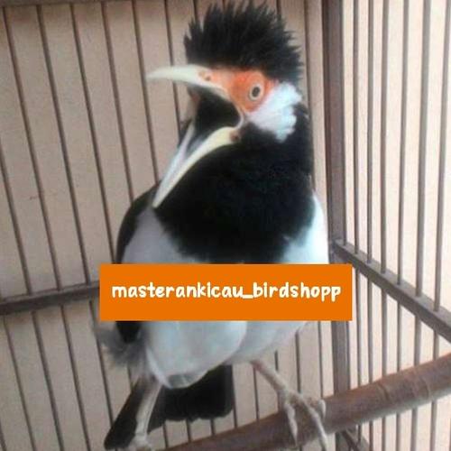 Jual burung jalak suren gacoran mantabbb - Jakarta Timur ...