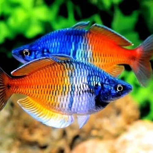 Jual IKAN RAINBOW BOSMANI/IKAN HIAS AQUASCAPE/IKAN HIAS AIR TAWAR ...