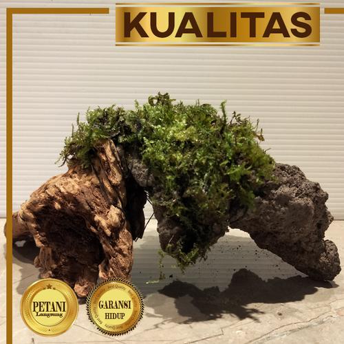 Jual Batu Kayu + Moss dng Kolong / Goa Hiasan Aquarium Tanaman ...
