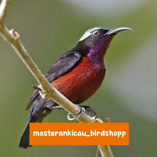 Jual burung Kolibri ninja konin metalik prospek super - Jakarta Timur ...