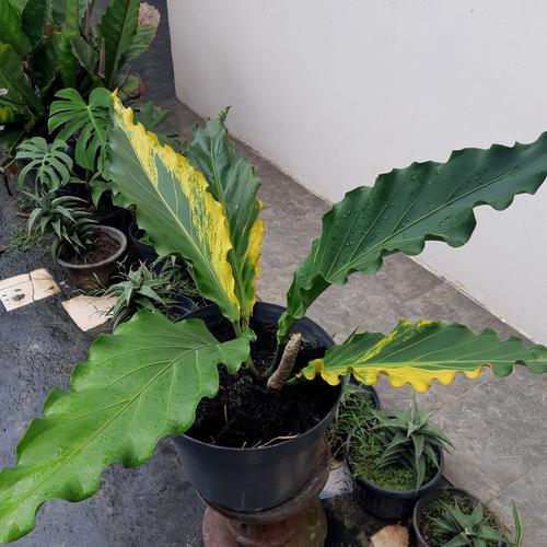 Jual anthurium gelombang cinta varigata ( indukan ) siap panen - Kota ...