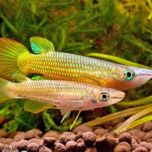 Jual IKAN HIAS GOLDEN PANCAK/IKAN HIAS AQUASCAPE/IKAN HIAS AIR TAWAR ...