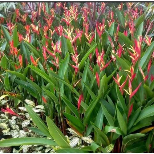 Jual pohon pisang Pisangan/pisang heliconia - Kab. Bogor - Aqila flora ...