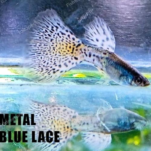 Jual Ikan Hias Guppy Metal Blue Lace - Jantan - Kota Depok - Fishtreasure. id | Tokopedia