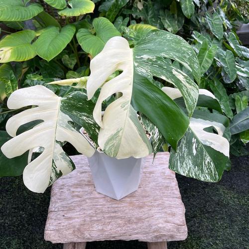 Jual monstera variegata / Monstera varigata holland/ monvar - Jakarta ...