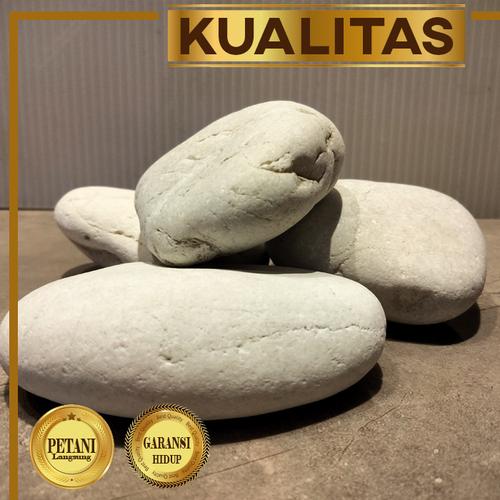 Jual Batu Coral Putih (L) Hiasan Aquarium Aquascape Ikan Hias Tanaman ...