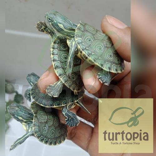 Jual kura kura venusta peacock slider - Kab. Sidoarjo - TURTOPIA ...