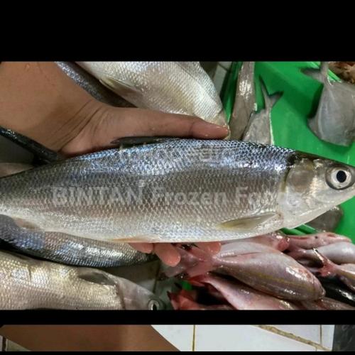 Jual IKAN BANDENG SEDANG SEGAR FRESH 1 KG - 500 gram - Kota Tangerang ...