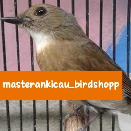 Jual burung SRDC Bali original bahan prospek super - Jakarta Timur ...