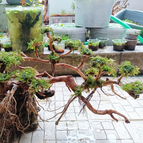 Jual Kayu bonsai aquascape 40cm khusus aquarium gex 450 45x30x30 - Kota Bekasi - Herbalscape ...