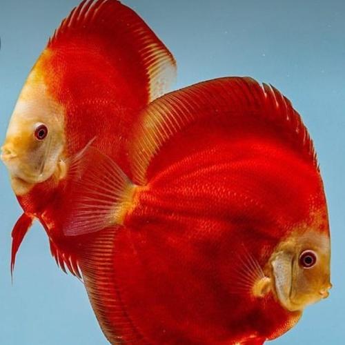 Jual discus red melon / discus melon / ikan discus / discus merah ...