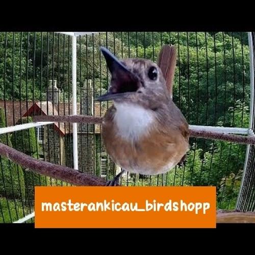Jual burung SRDC Bali original gacor super - Jakarta Timur ...