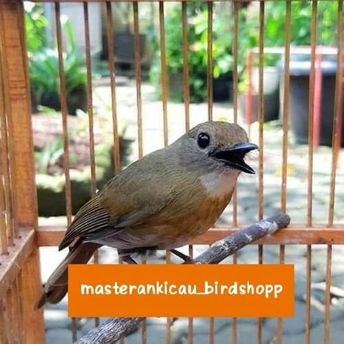 Jual burung SRDC bali rajin bunyi ngedumel bae - Jakarta Timur ...