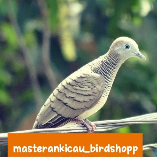Jual burung perkutut lokal super power body big - Jakarta Timur ...