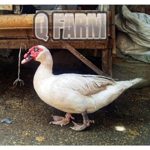 Jual Fress Telur Fertil Mentok/ Entok Jumbo Original - Telur fertil, S ...