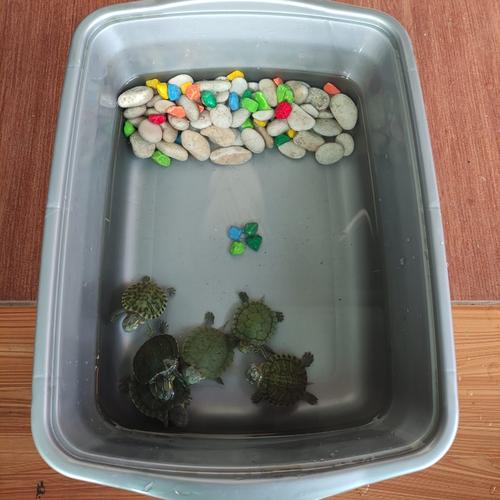 Jual kandang kura kura brazil / kandang kura kura air bisa muat banyak ...