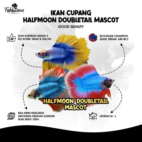 Jual Ikan Cupang Halfmoon Double Tail (HMDT) Mascot GRADE A - Kota ...