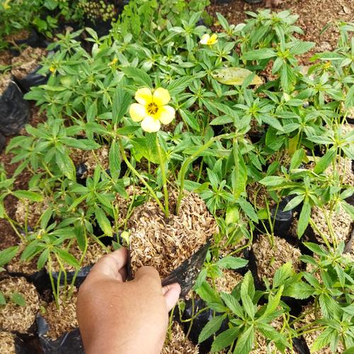 Jual tanaman hias bunga turnera pukul delapan 8 - Kota Tangerang ...