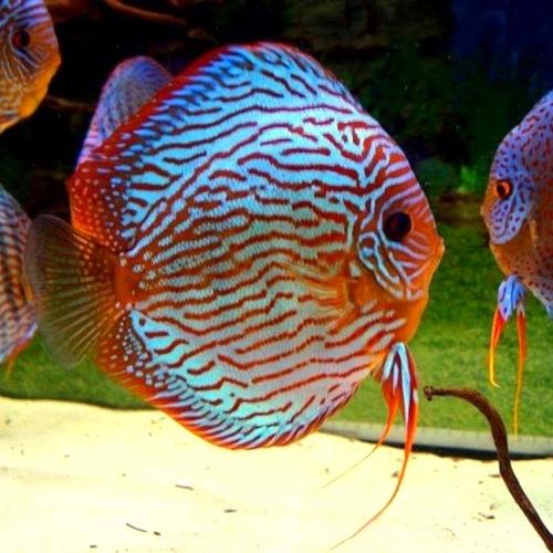 Jual discus blue torquise / red turquiose / discus turquiose / ikan ...