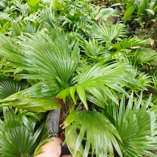 Jual Tanaman hias Palem sadeng Palm bintang - Kota Tangerang Selatan ...