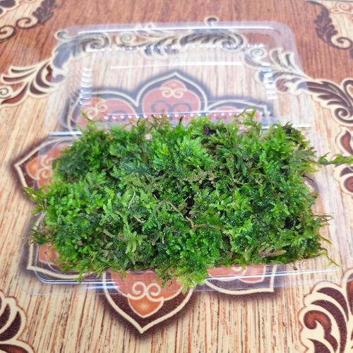 Jual Java moss darat permika tanaman aquascape - Kab. Bogor - Alfariz ...