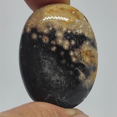 Jual 7gr Petrified Palm Wood - Batu Lepas Fosil Kayu Aren - Batu Akik ...