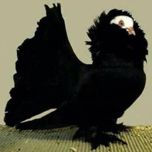 Jual TELUR BURUNG MERPATI HIAS JACOBIN PIGEON FERTIL - Jakarta Barat ...