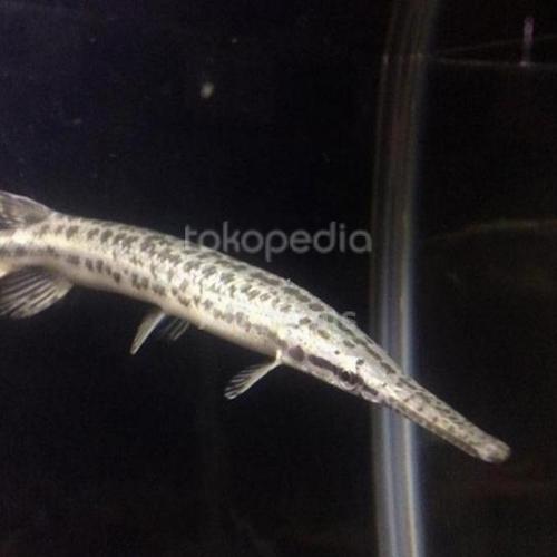 Jual ALIGATOR FLORIDA GAR/IKAN HIAS AQUASCAPE AIR TAWAR SIZE 14-15CM ...