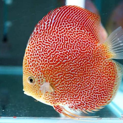 Jual Discus Leopard snake skin 2,5 inchi body bulat - Kota Depok ...