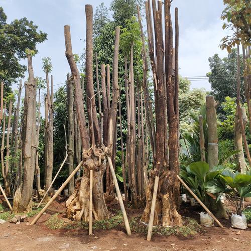 Jual pohon pule fosil 6/7 meter - Kota Depok - Cahya Flora | Tokopedia