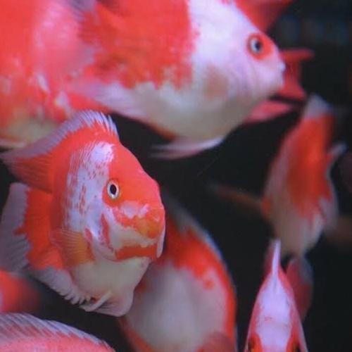 Jual IKAN HIAS PARROT SANTA / RED AND WHITE CICHLID PARROT TANKMATE ...