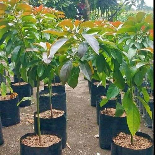 Jual Bibit Tanaman Alpukat Red Vietnam Tinggi 1 Meter Up Siap Berbuah ...
