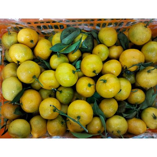 Jual Jeruk Shantang Daun Manis Segar 1 kg - Jakarta Barat - PartnerBuah ...